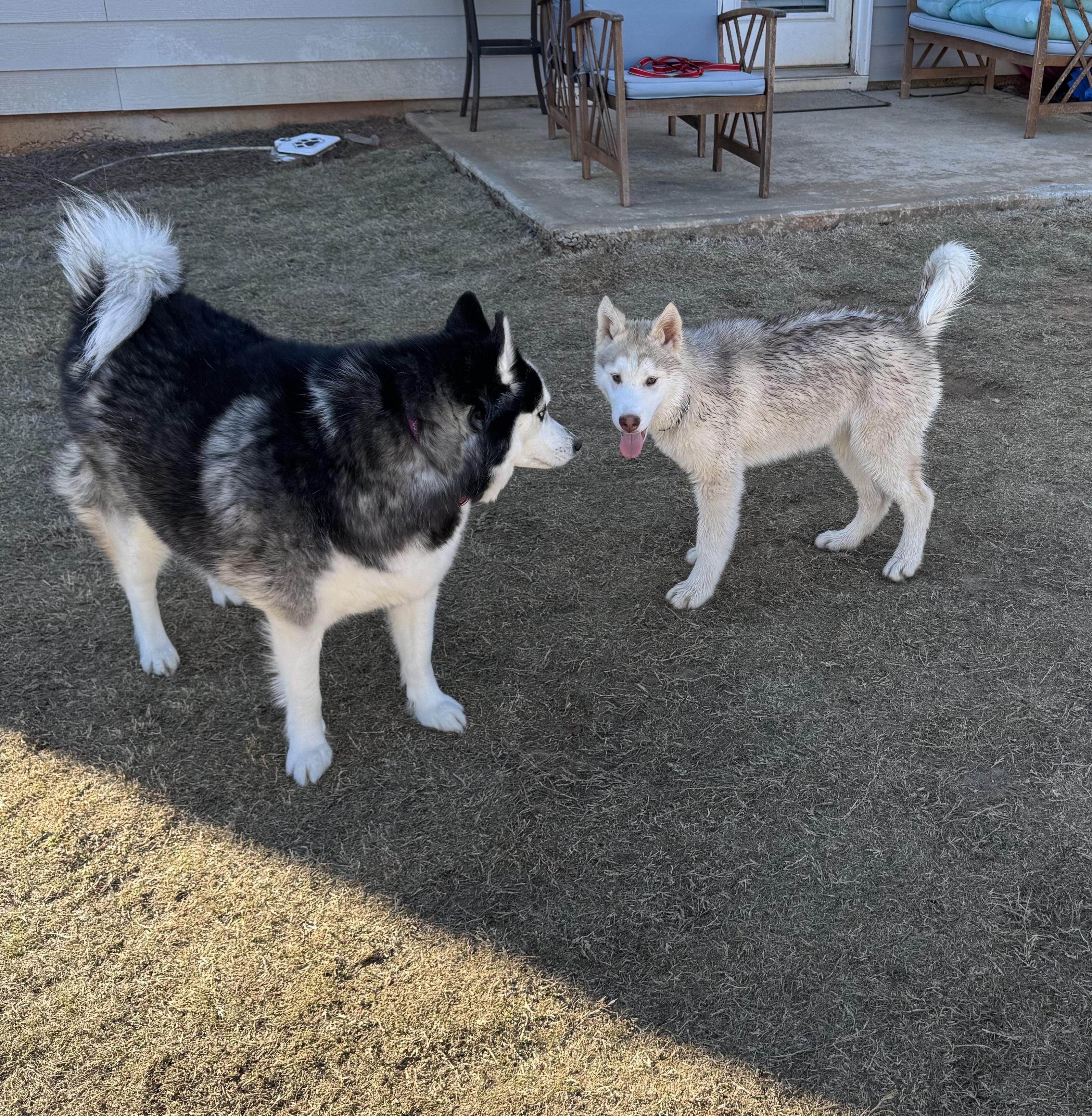 Adopt Polar Today - Find Paw Pal