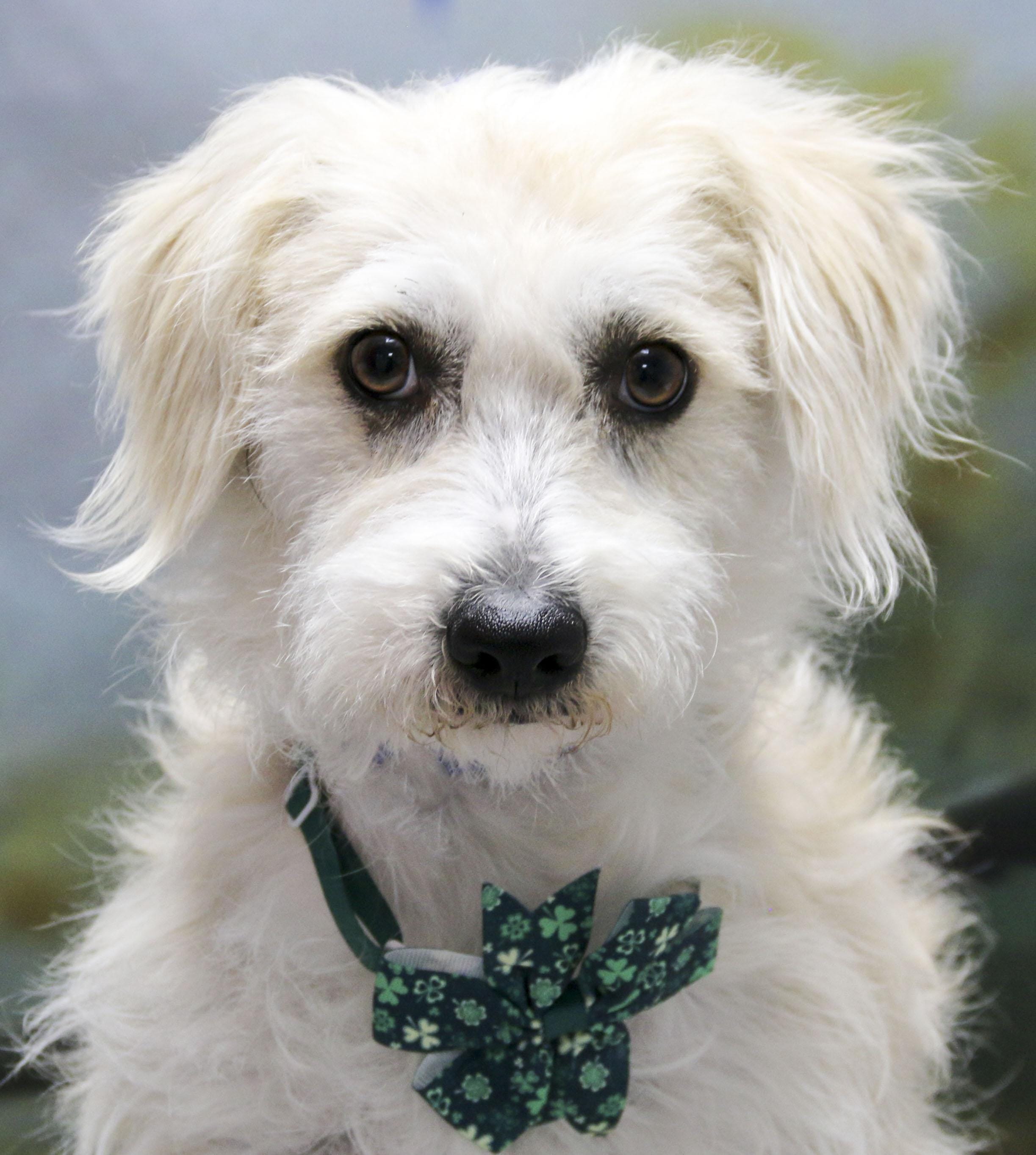 Adopt Styles Today - Find Paw Pal