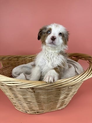 Adopt Ireland Today - Find Paw Pal