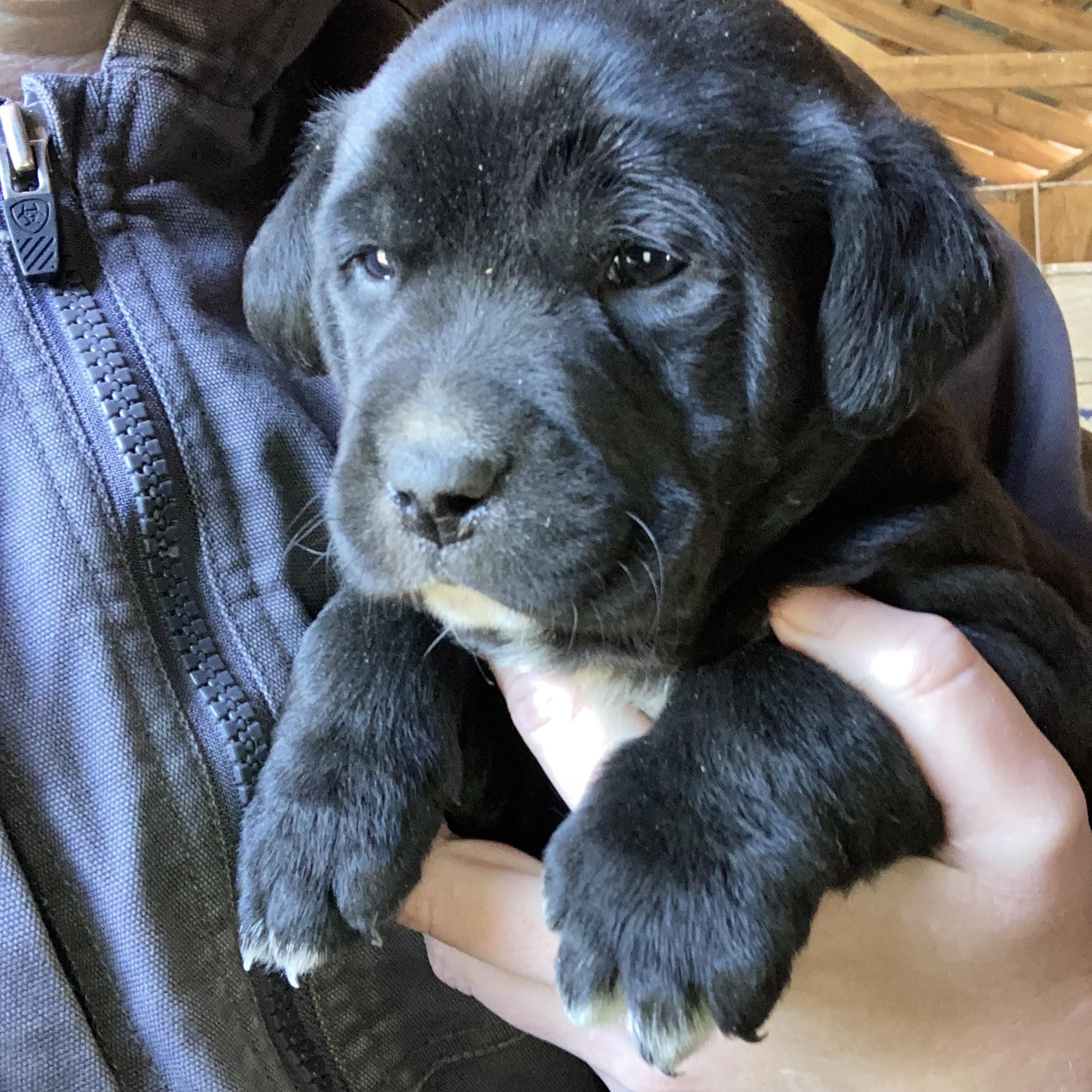 Adopt Big Mac Today - Find Paw Pal