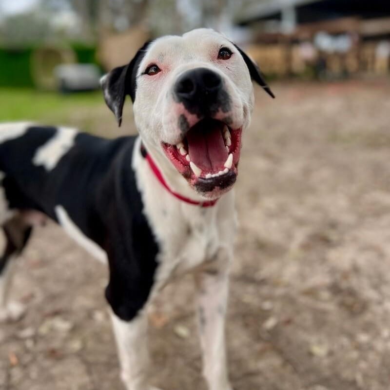 Adopt Nigel Today - Pets TheCountyOffice