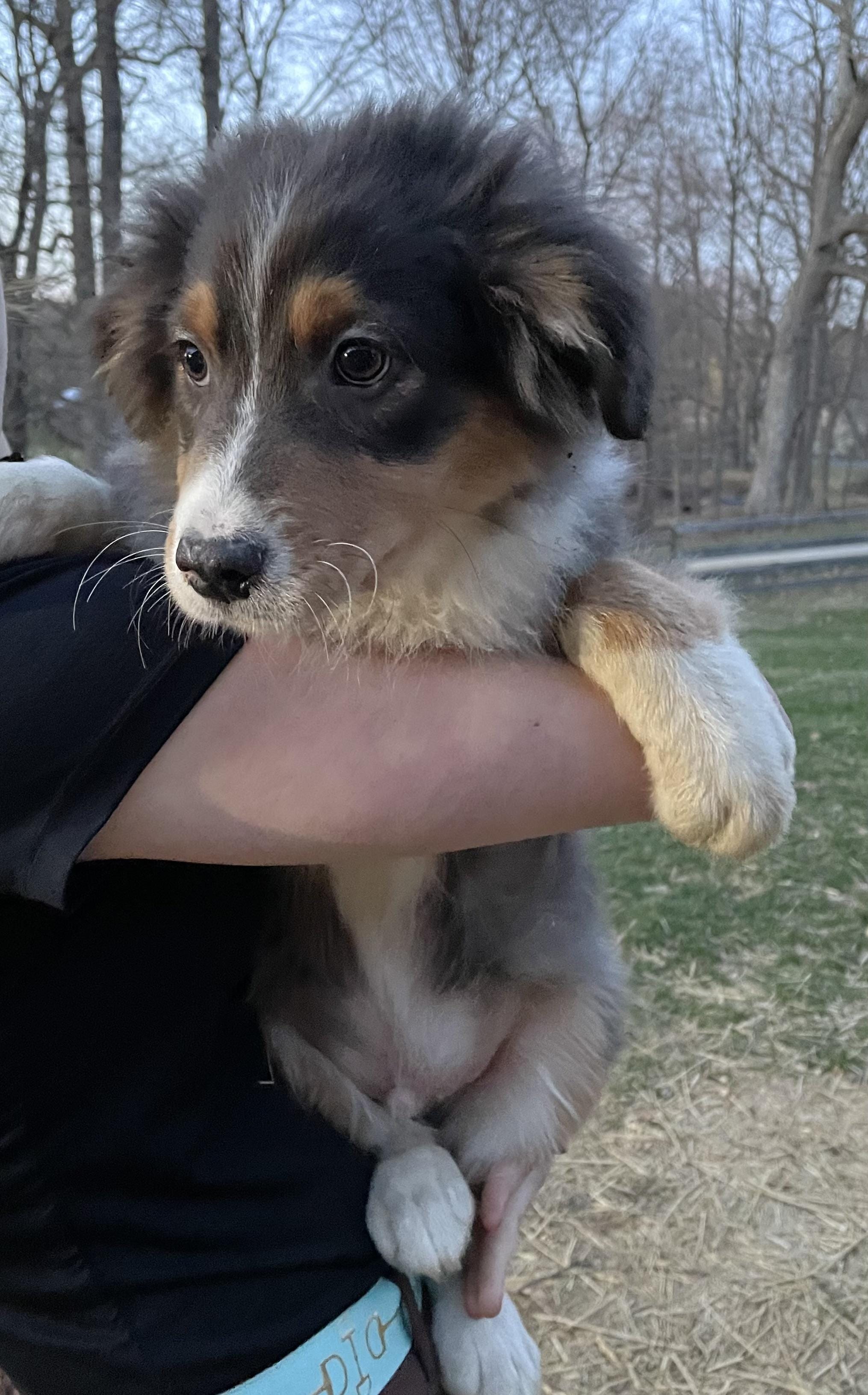 Adopt Aussie Pups Today - Find Paw Pal