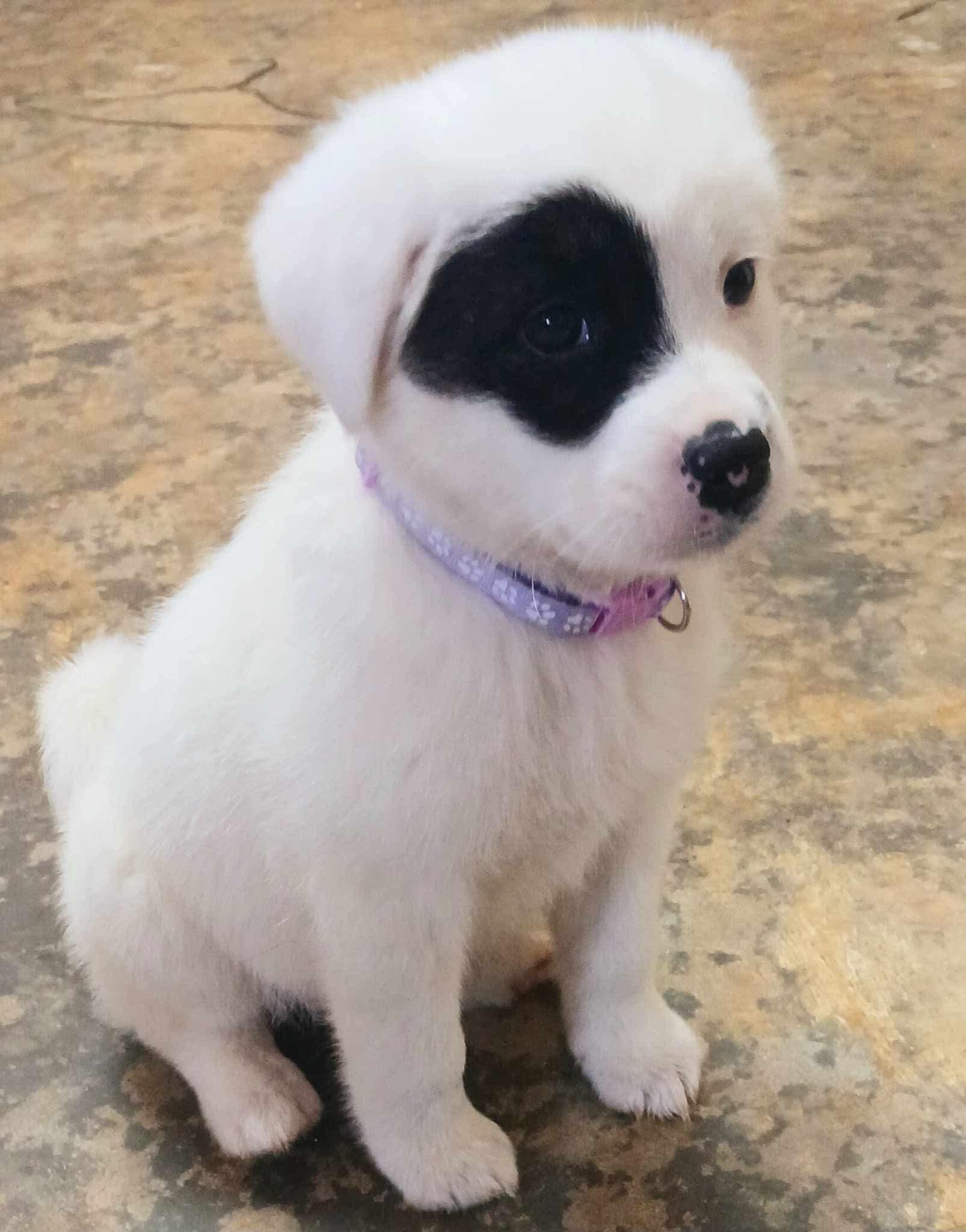 Adopt Dottie Today - Pets TheCountyOffice