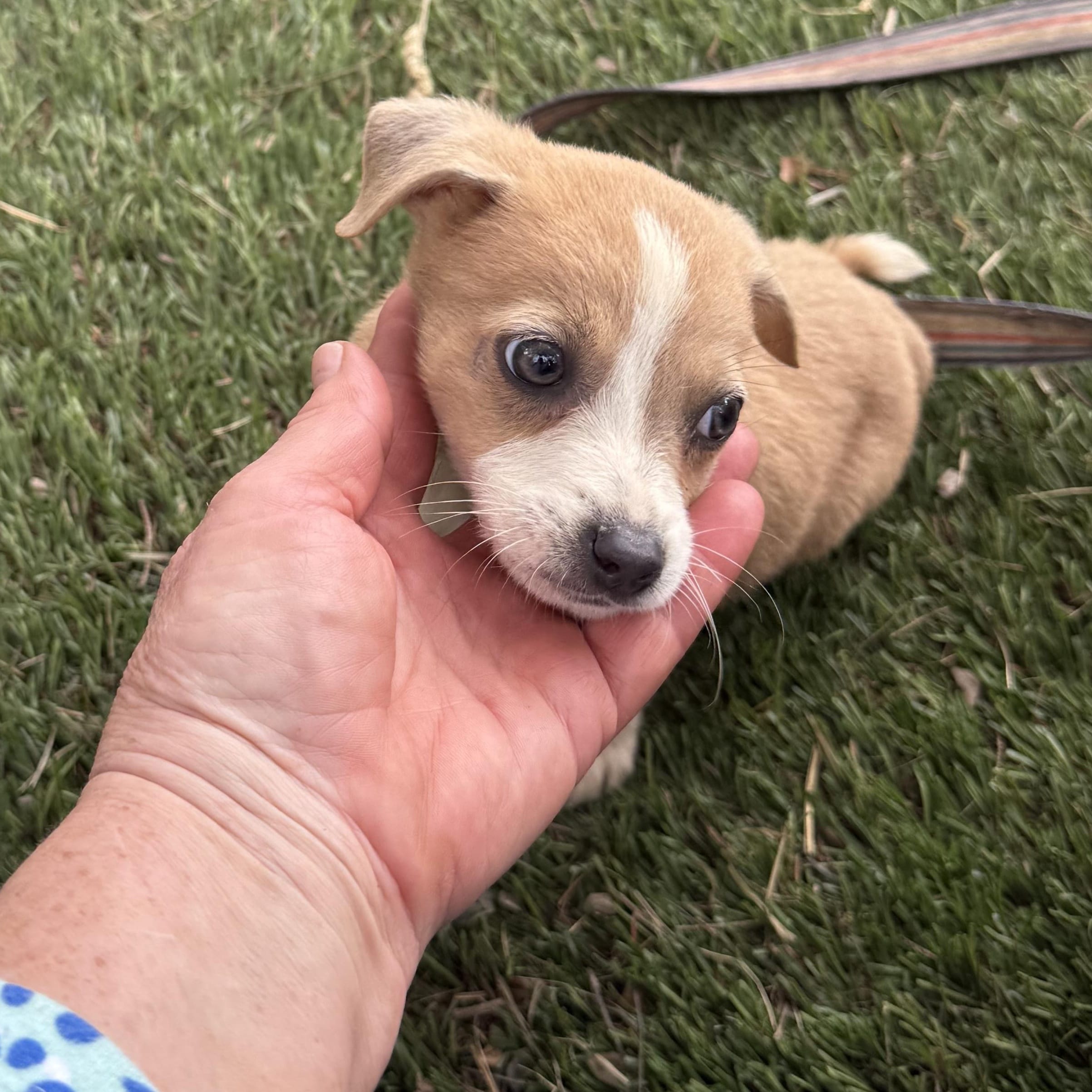 Adopt Felix Today - Pets TheCountyOffice