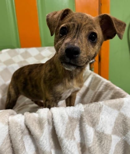 Adopt Tigris Today - Pets TheCountyOffice