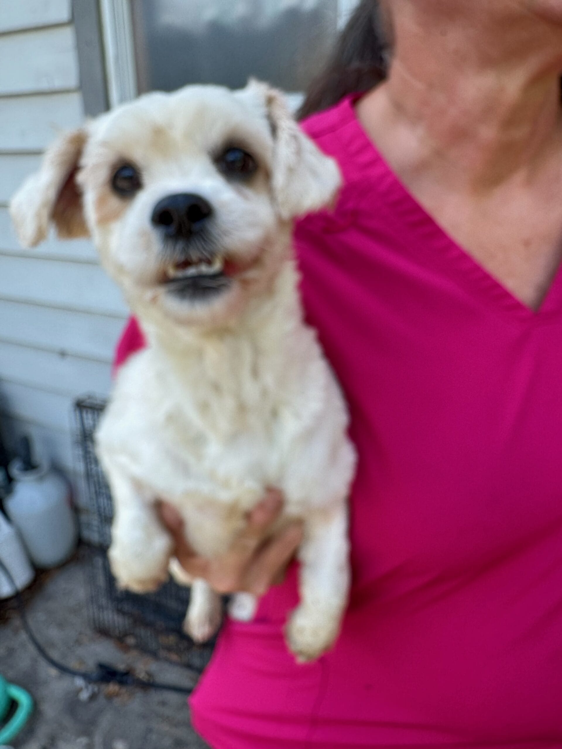 Adopt Daisy Today - Find Paw Pal