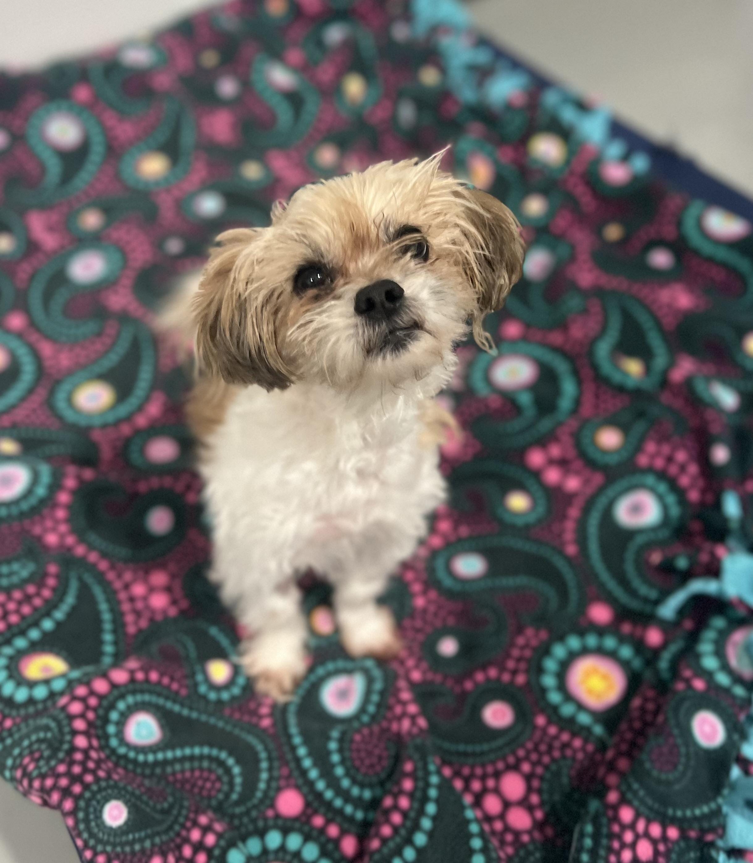 Adopt Meeko Today - Find Paw Pal