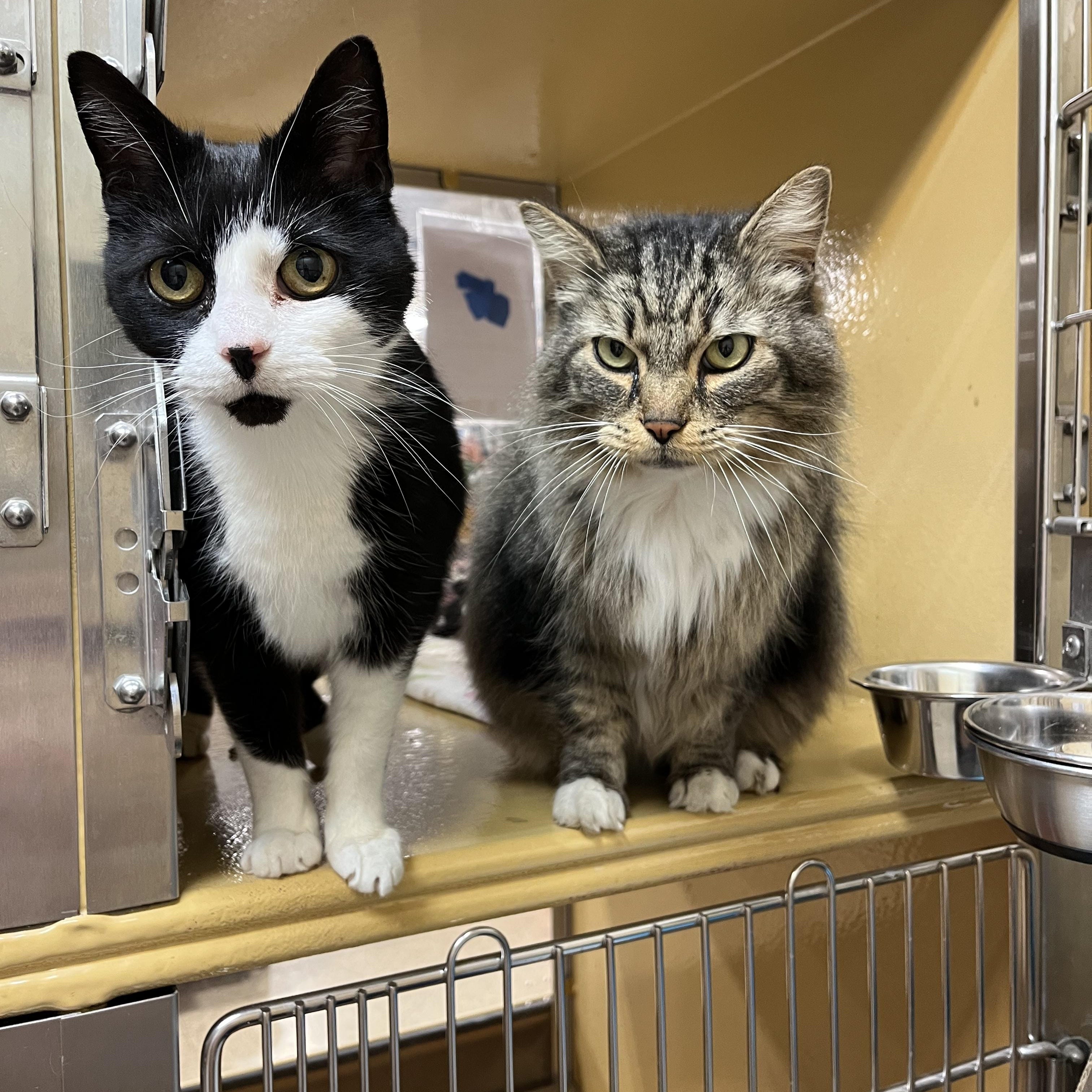 Adopt Harley & Muffin - SWEETNESS OVERLOAD!! Today - Find Paw Pal