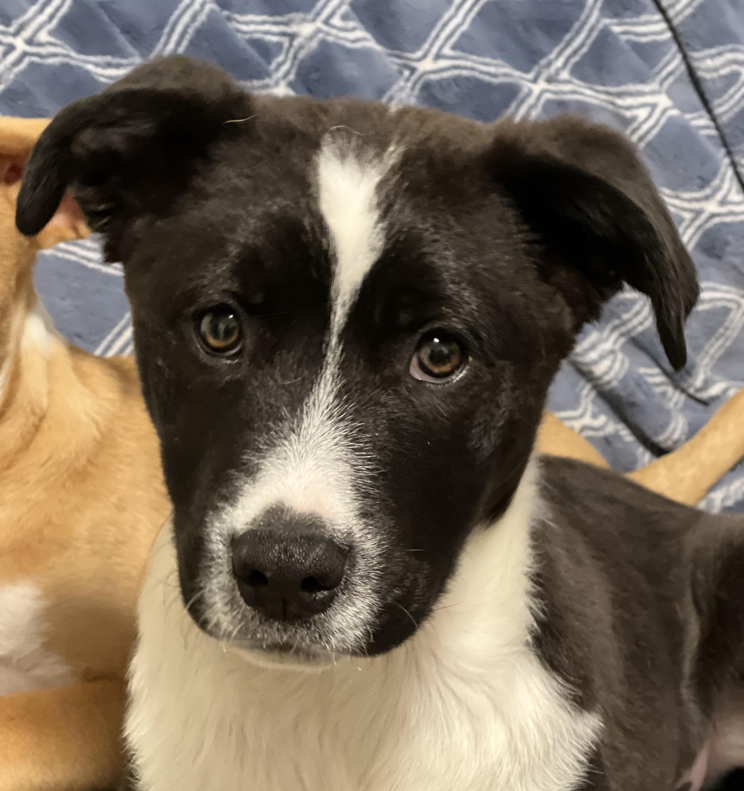 Adopt Peter Piper (Mother Goose litter) Today - Find Paw Pal