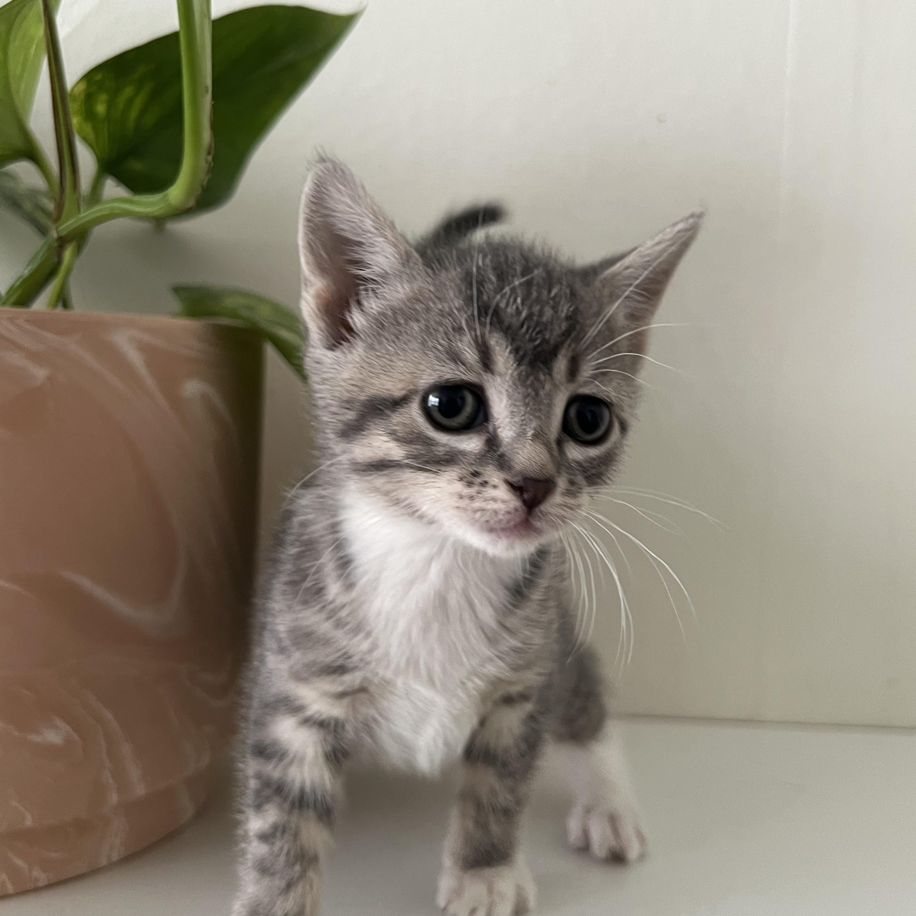 Adopt Tinker Today - Find Paw Pal