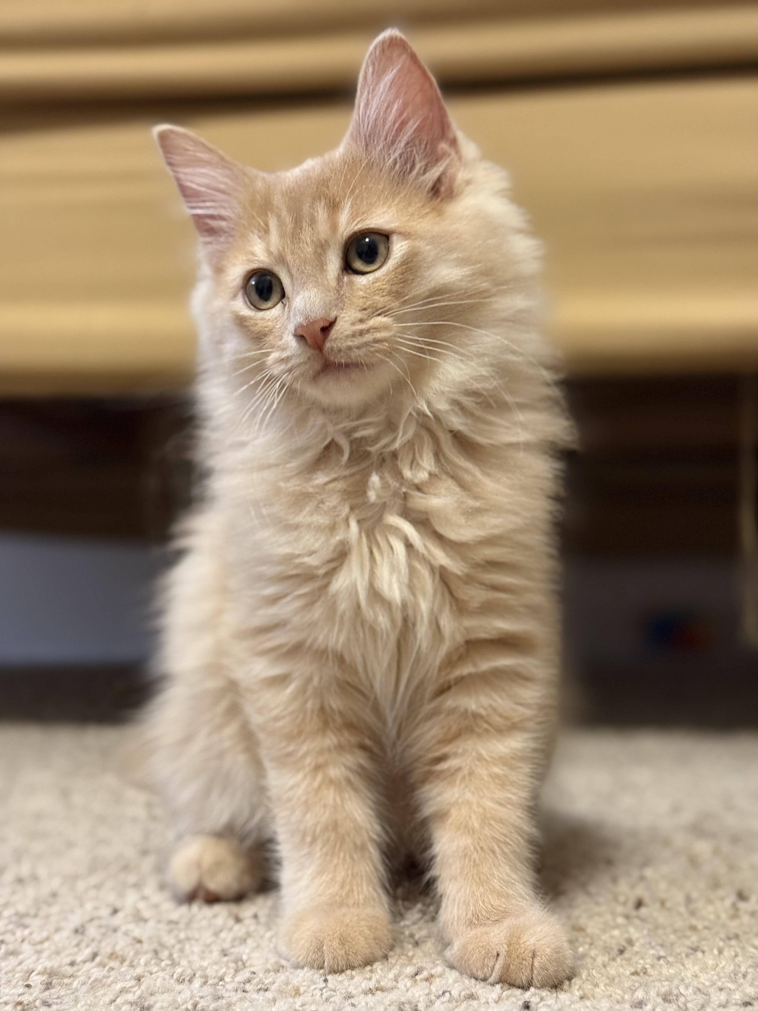 Adopt Louis Vuitton - Magnolia Petsense Today - Find Paw Pal