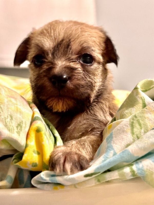 Adopt Bud Today - Pets TheCountyOffice