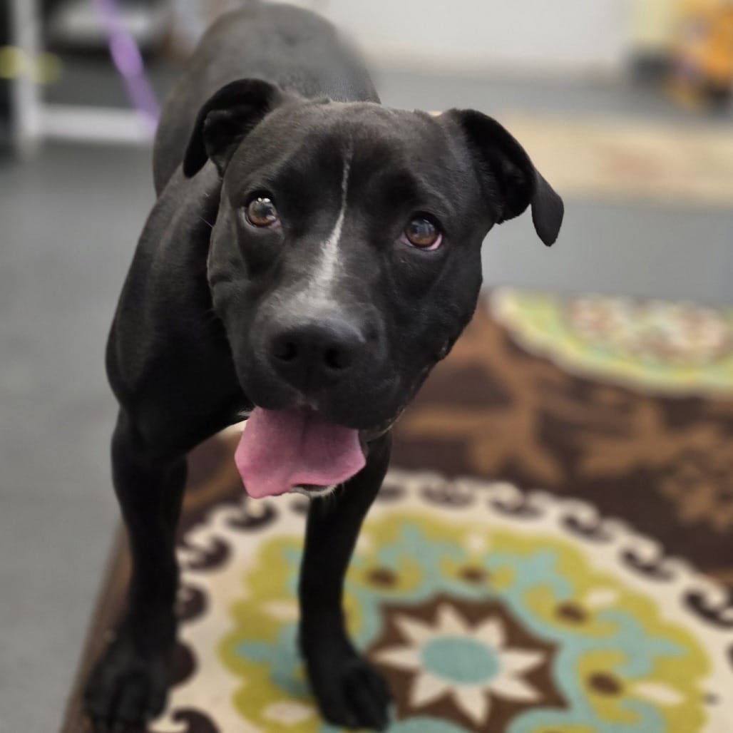 Adopt Rainey Today - Find Paw Pal