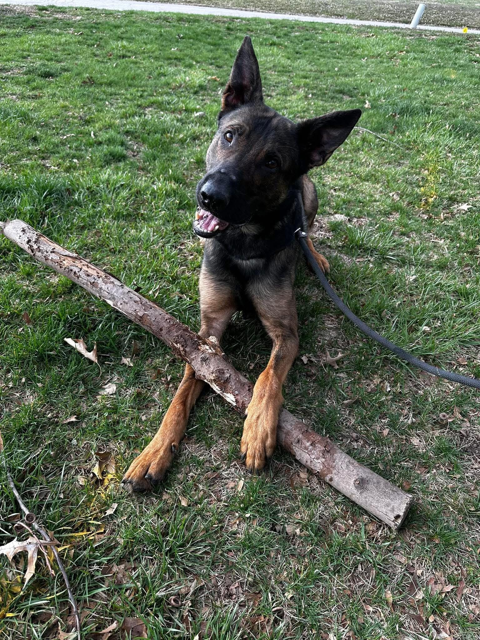 Adopt Wolf Today - Pets TheCountyOffice