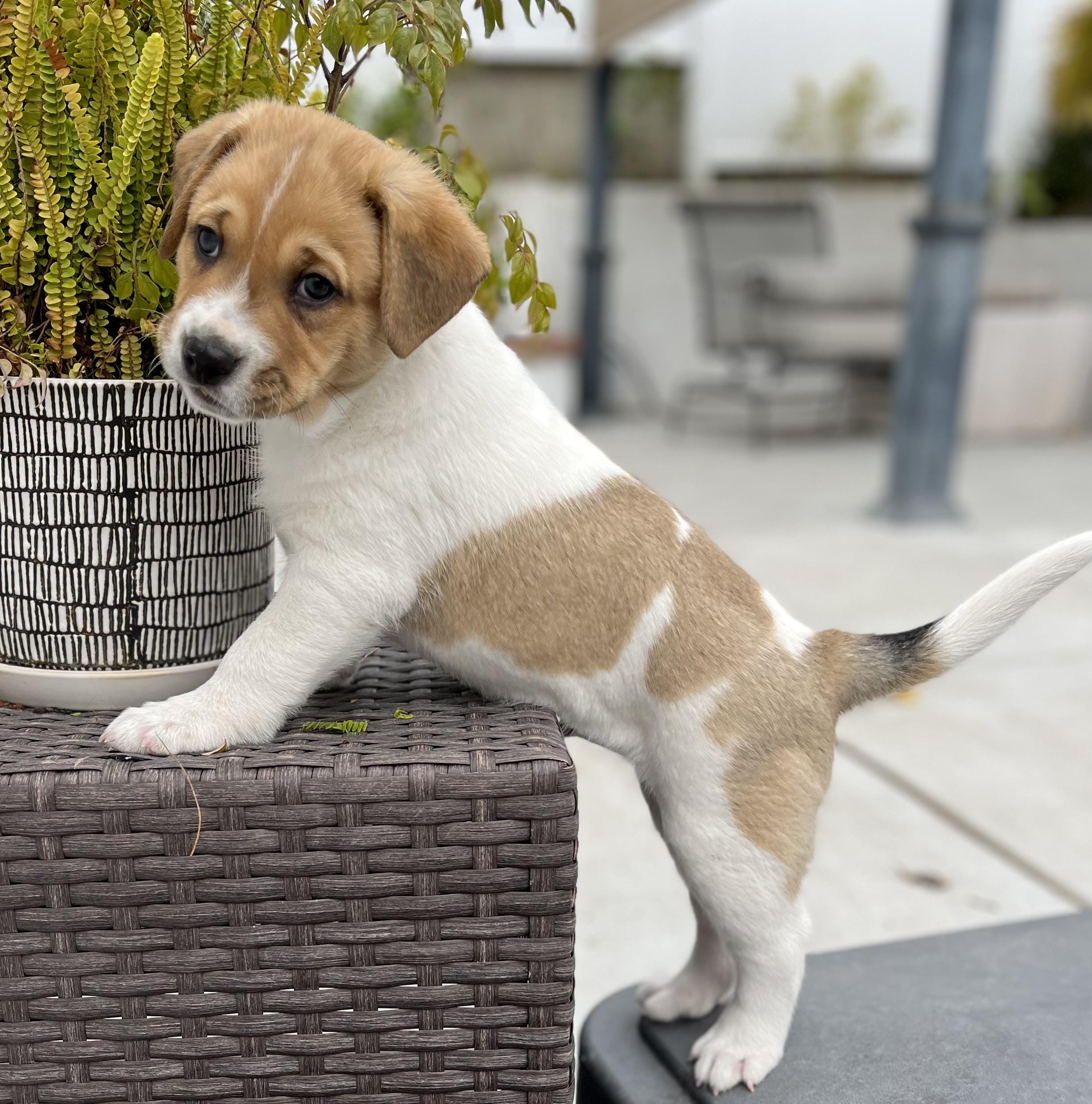 Adopt Ducky Today - Pets TheCountyOffice