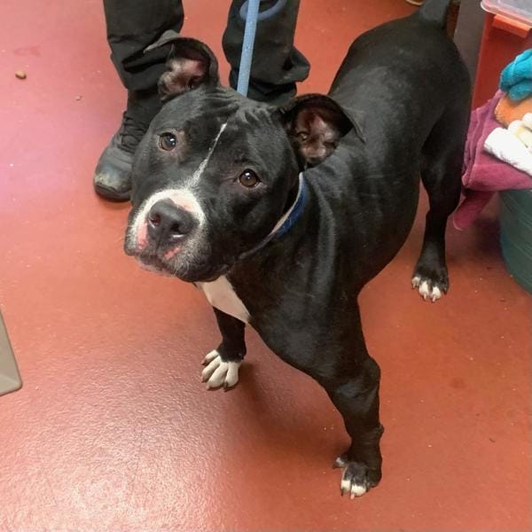 Adopt Shiesty Today - Find Paw Pal