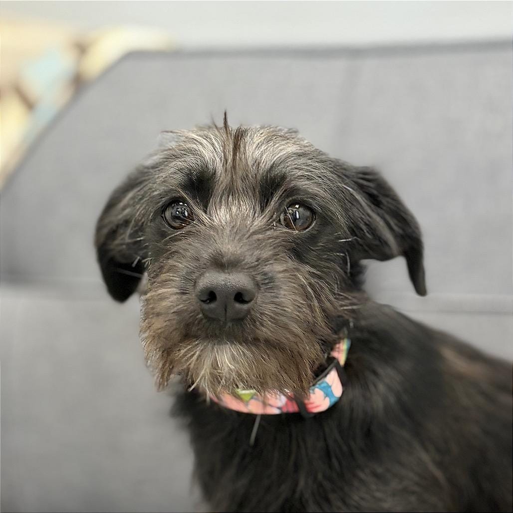 Adopt Pippi Today - Pets TheCountyOffice