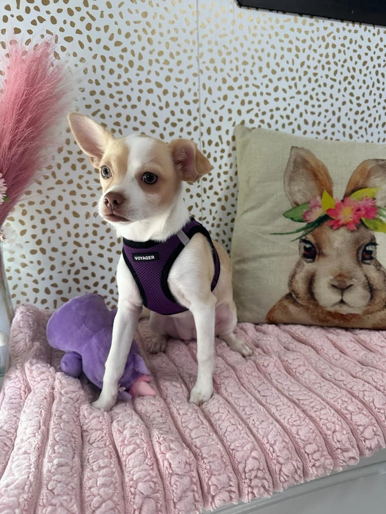 Adopt Coco Today - Pets TheCountyOffice