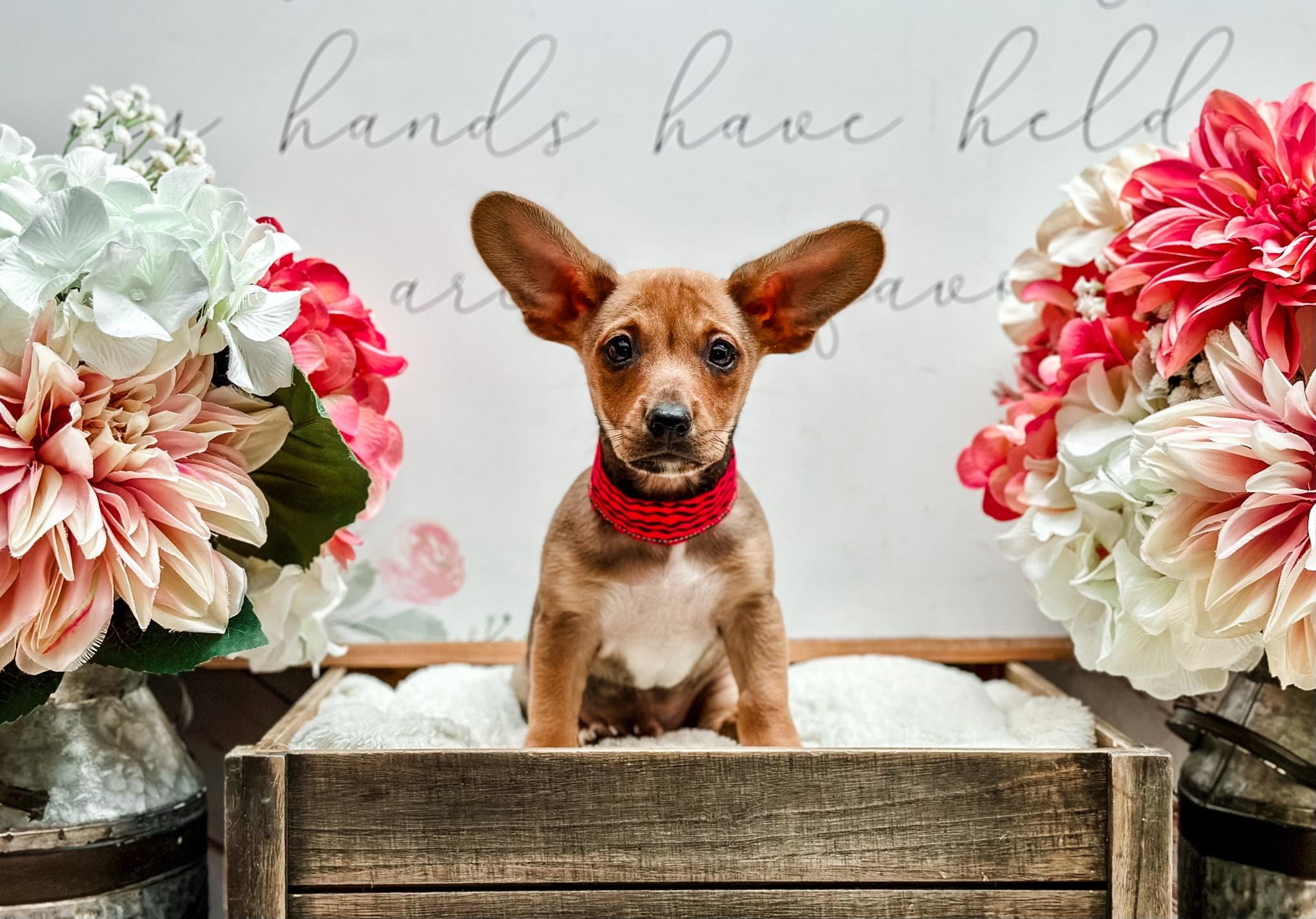 Adopt Dr. Pepper Today - Pets TheCountyOffice