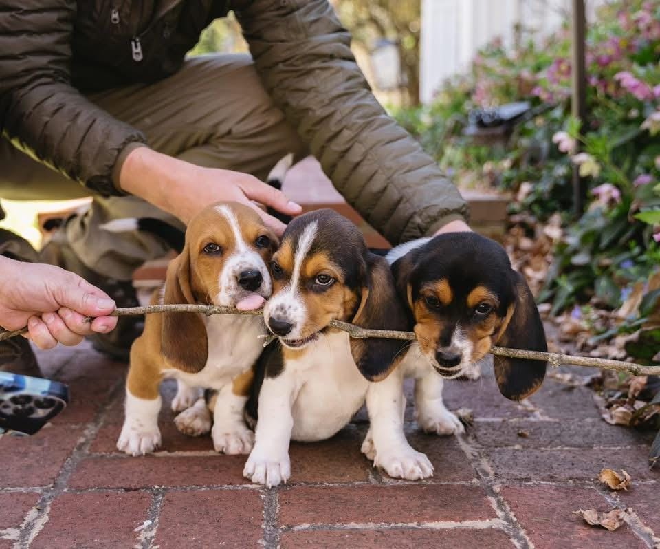 Adopt Chive Today - Find Paw Pal