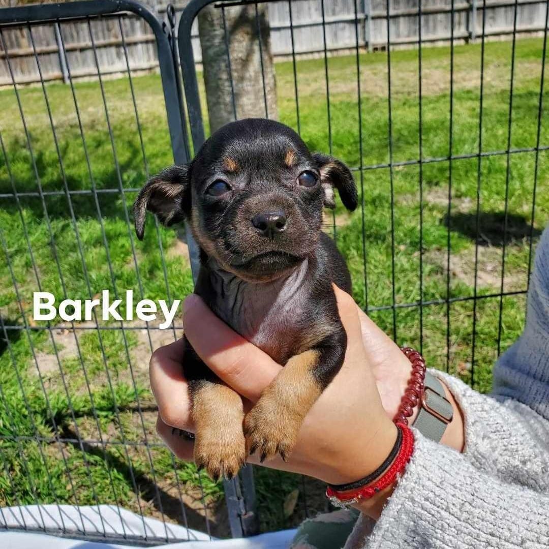 Adopt Barkley Today - Find Paw Pal