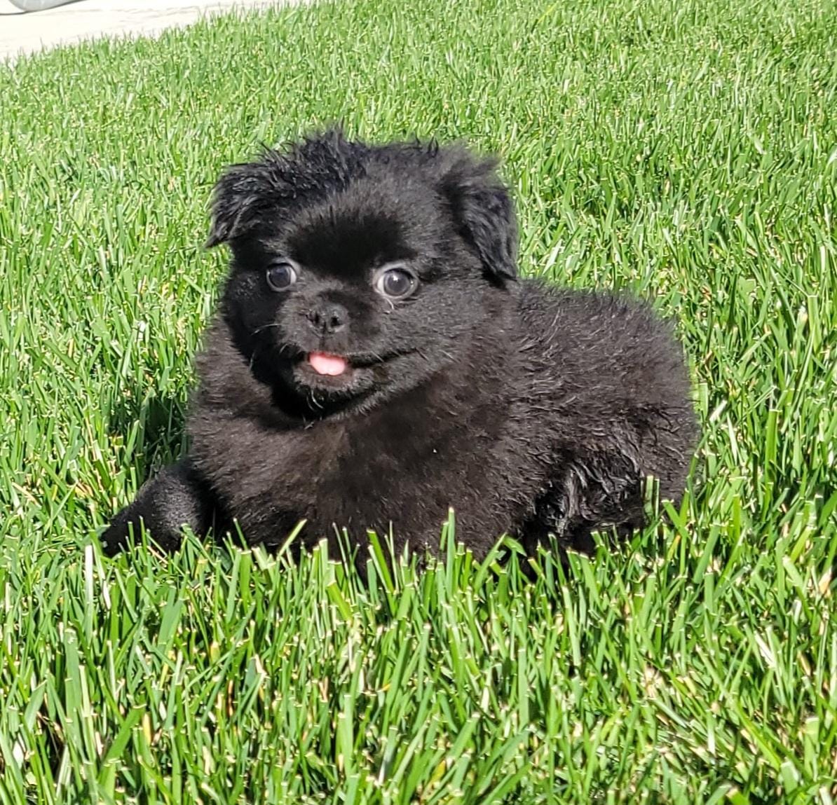 Adopt Munchkin Today - Pets TheCountyOffice