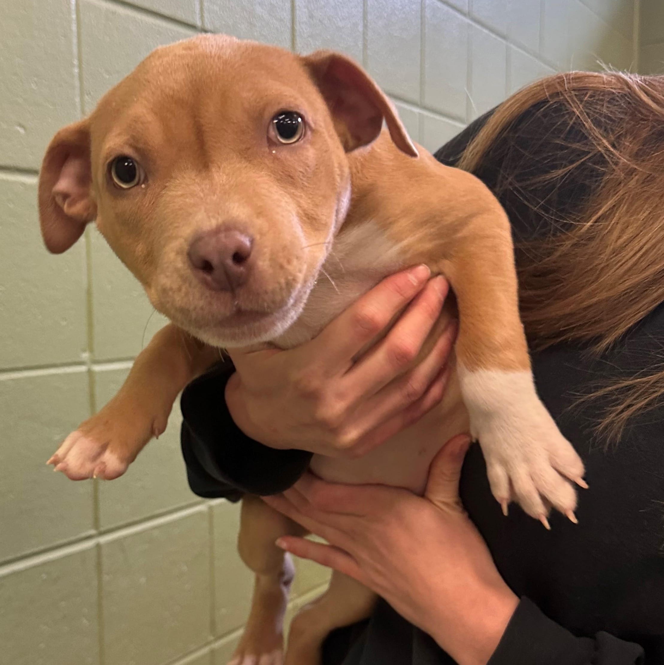 Adopt Jenny Dean Today - Pets TheCountyOffice