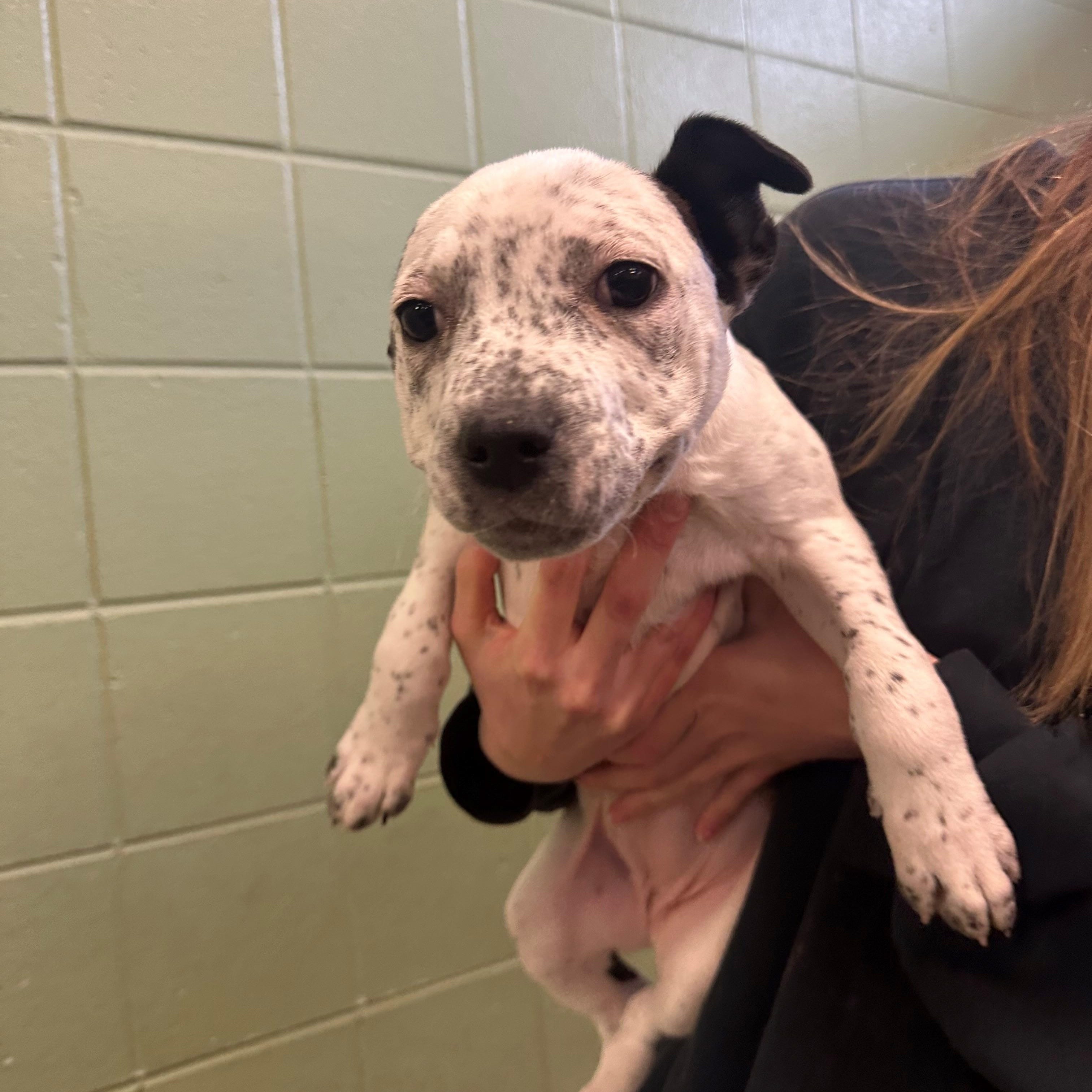 Adopt Topanga Today - Pets TheCountyOffice