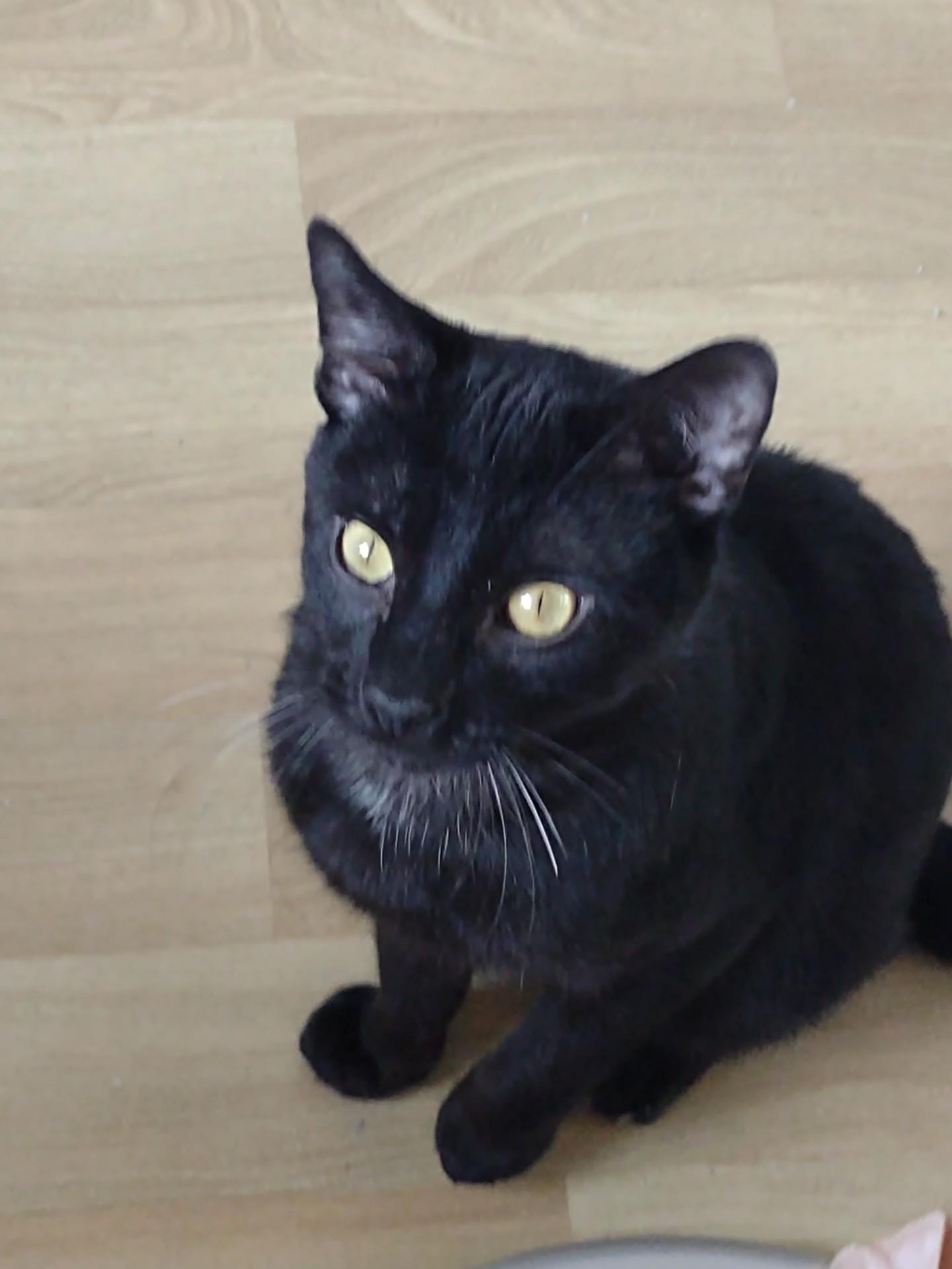 Adopt Thunder Paws! Today - Pets TheCountyOffice