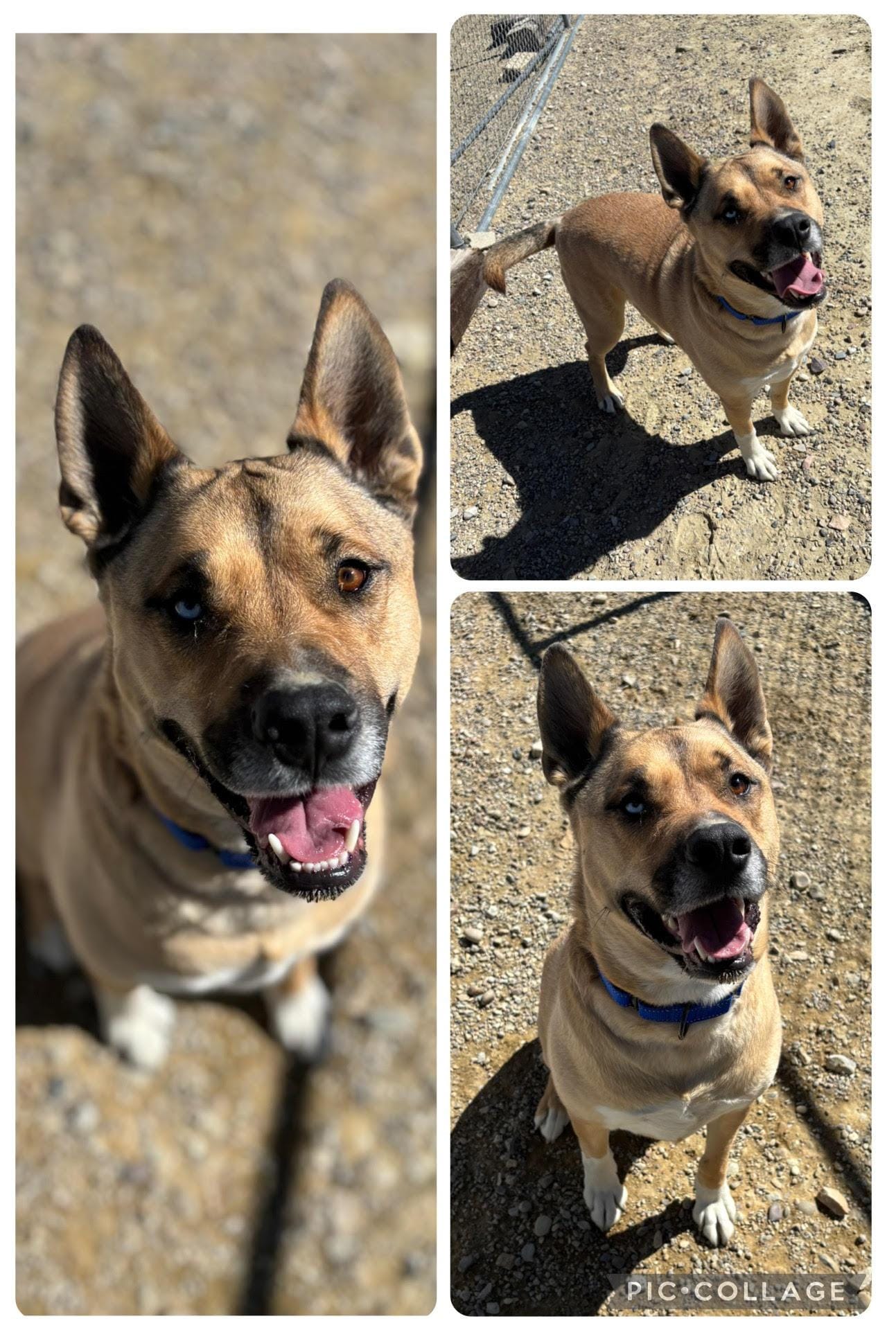 Adopt Jessie James Today - Pets TheCountyOffice