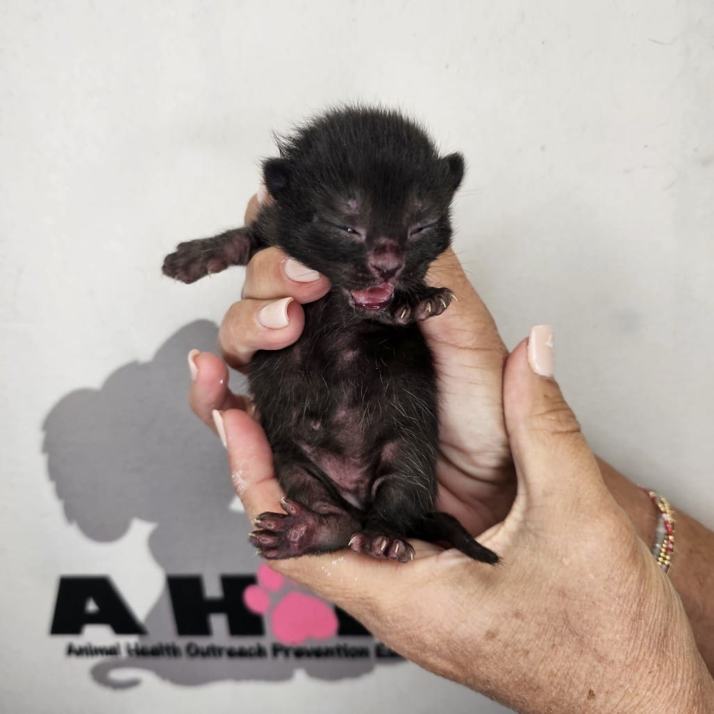 Adopt Gum Drop Today - Find Paw Pal