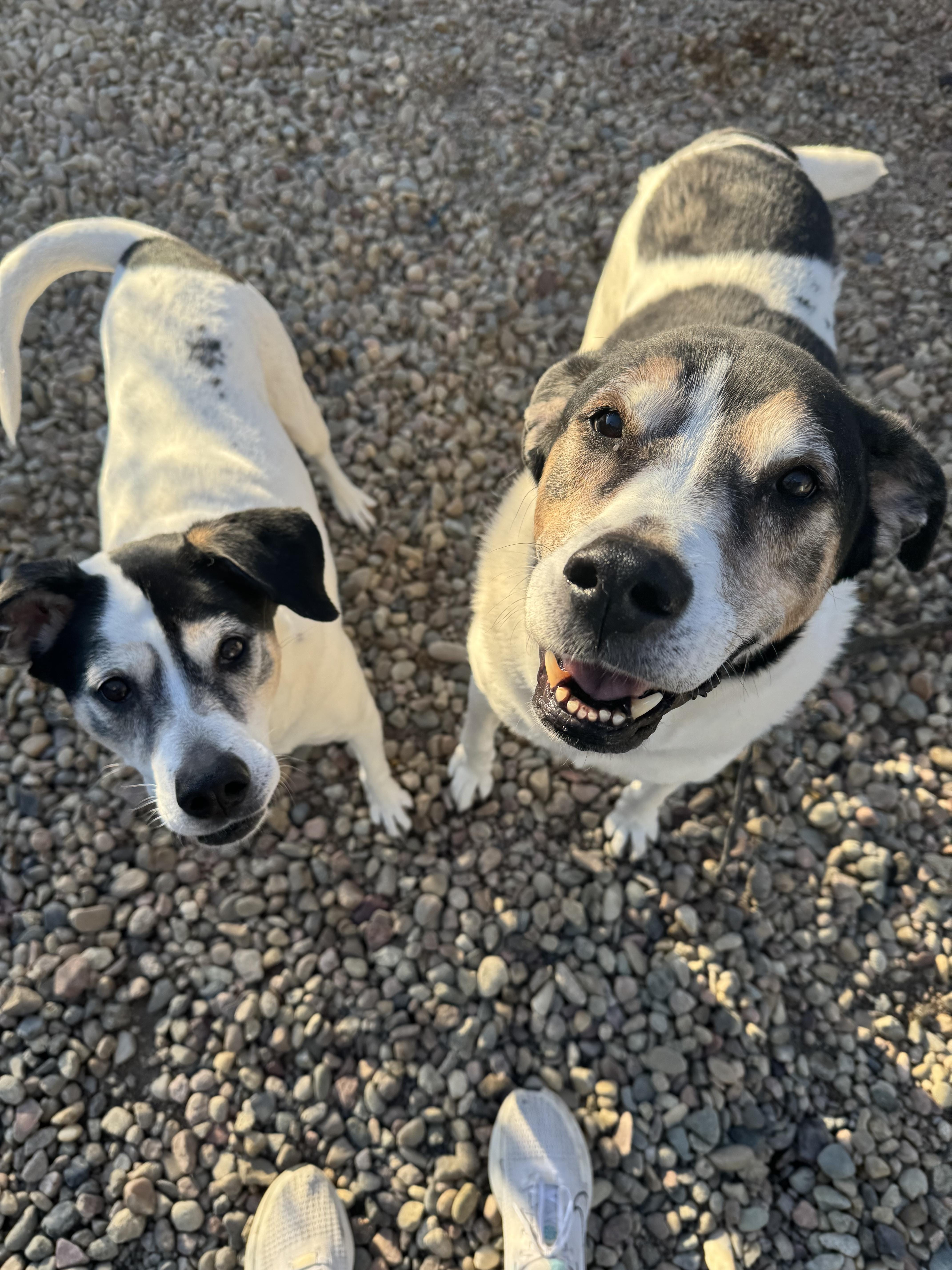 Adopt Bonded Pair Bubba & Lacy Today - Find Paw Pal