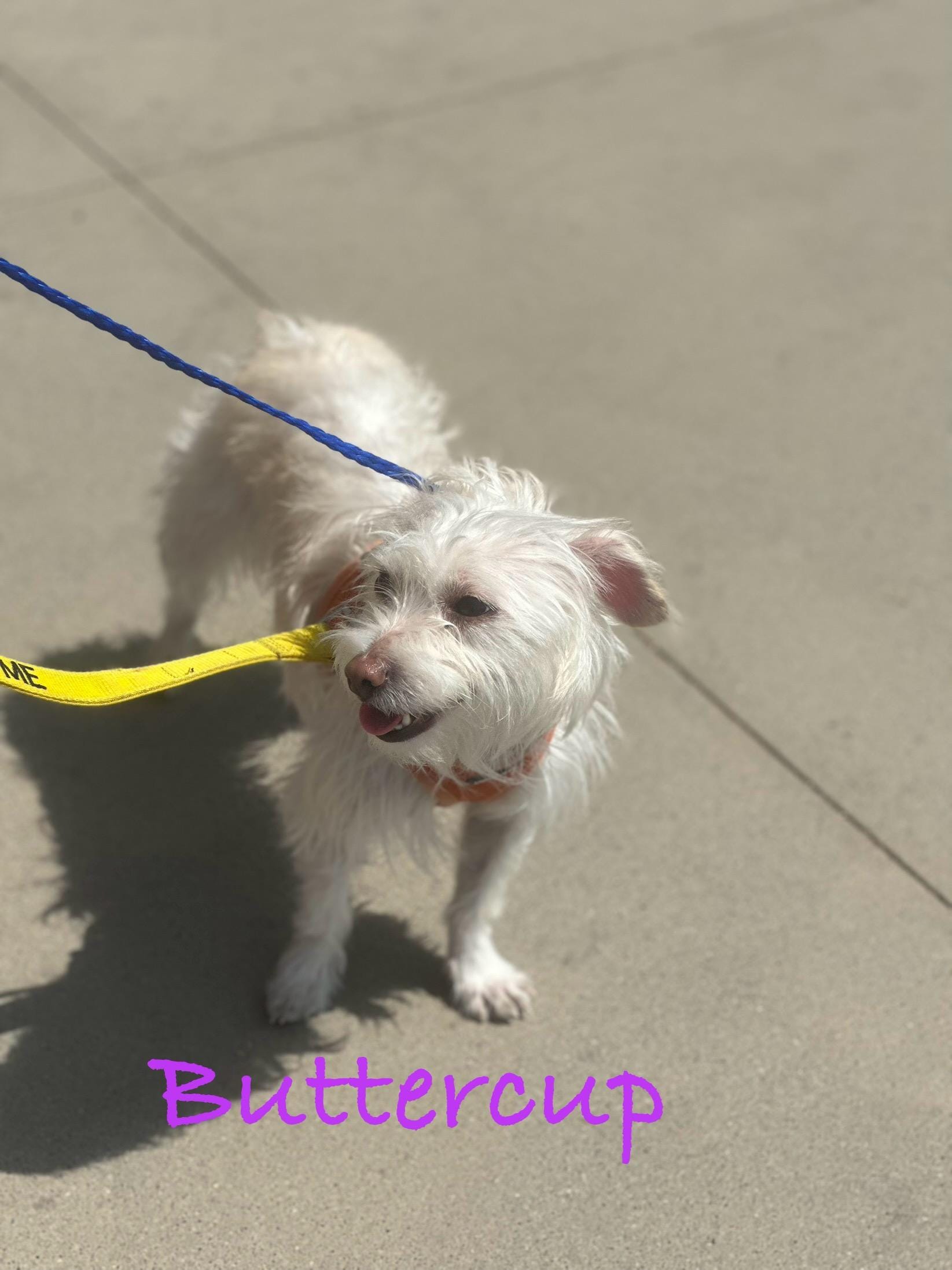 Adopt Buttercup Today - Find Paw Pal