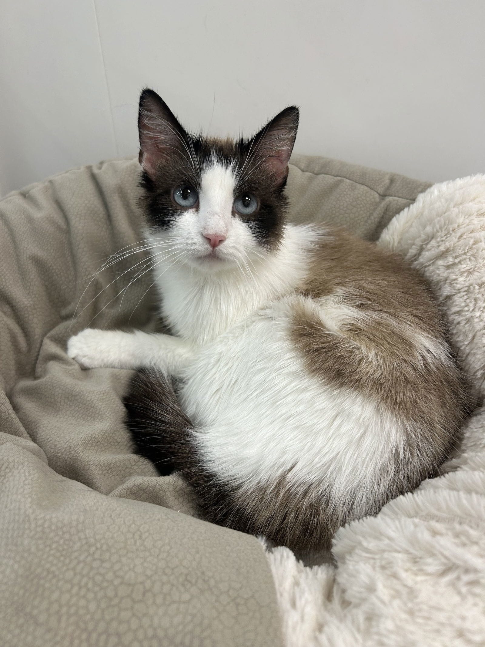 Adopt Twinkle Today - Pets TheCountyOffice