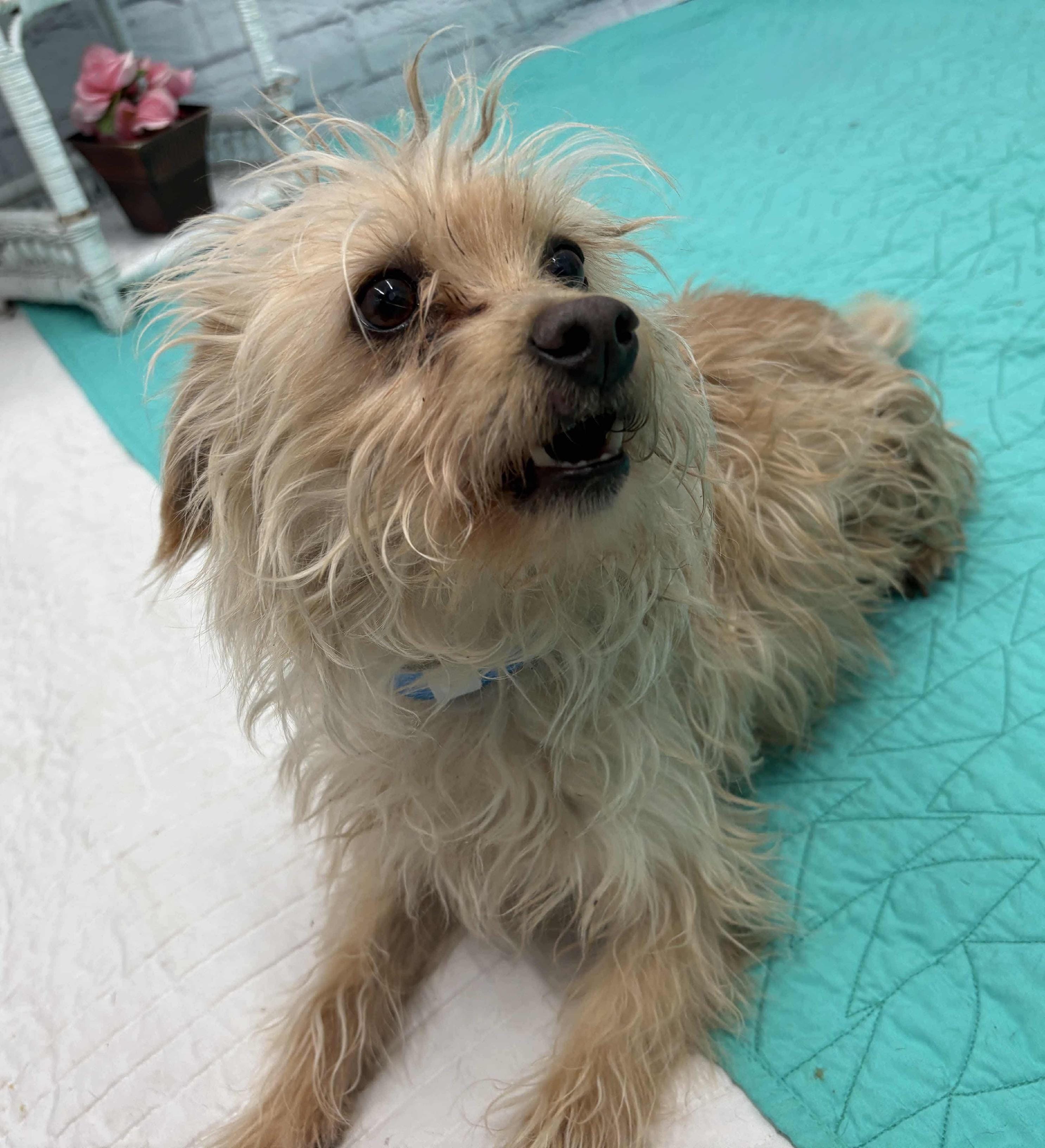 Adopt The Tick (TV Reference) Today - Pets TheCountyOffice