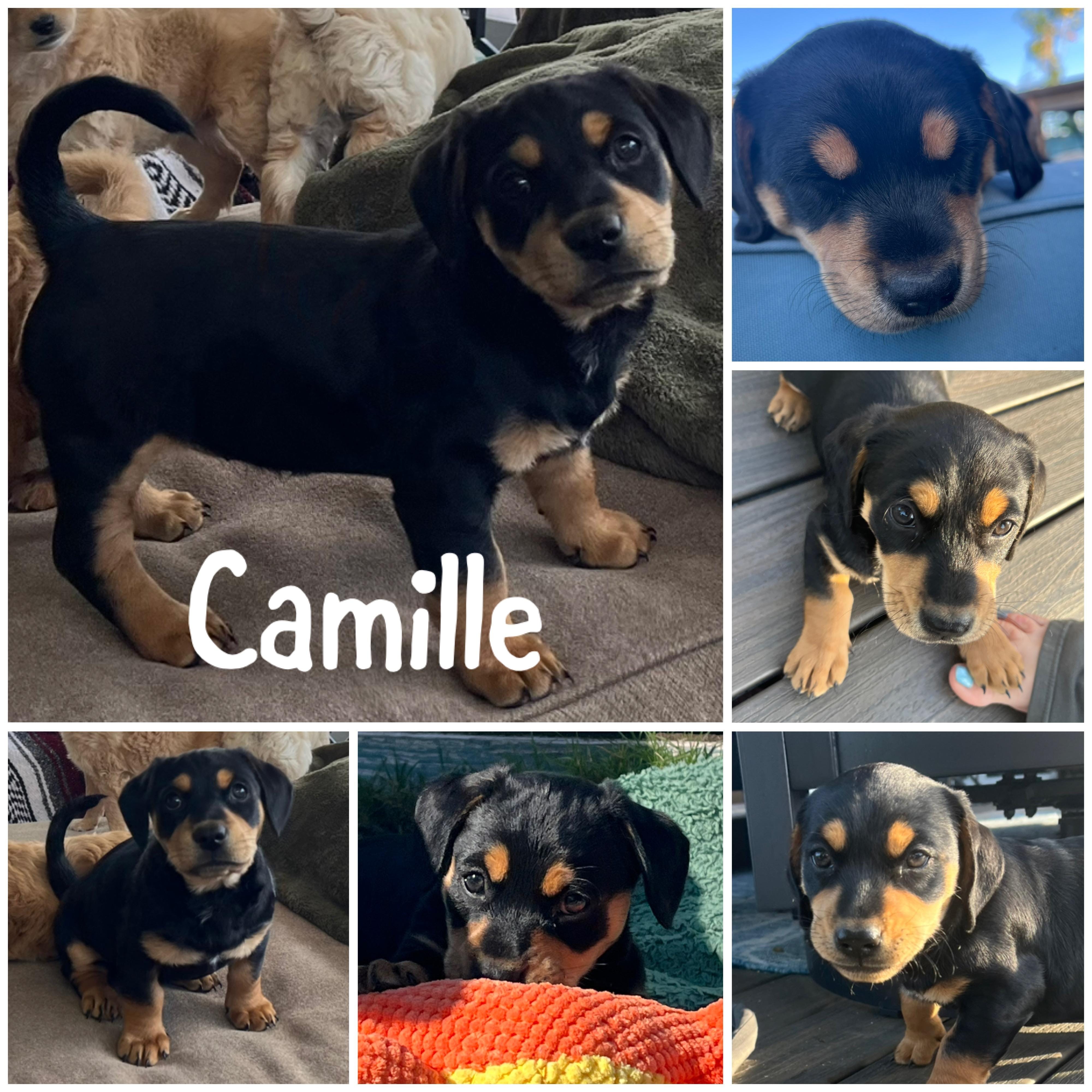 Adopt Camille Today - Find Paw Pal
