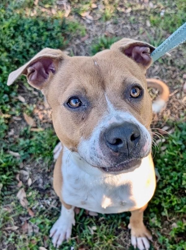 Adopt Storm aka Sully - Great Dog! Today - Find Paw Pal