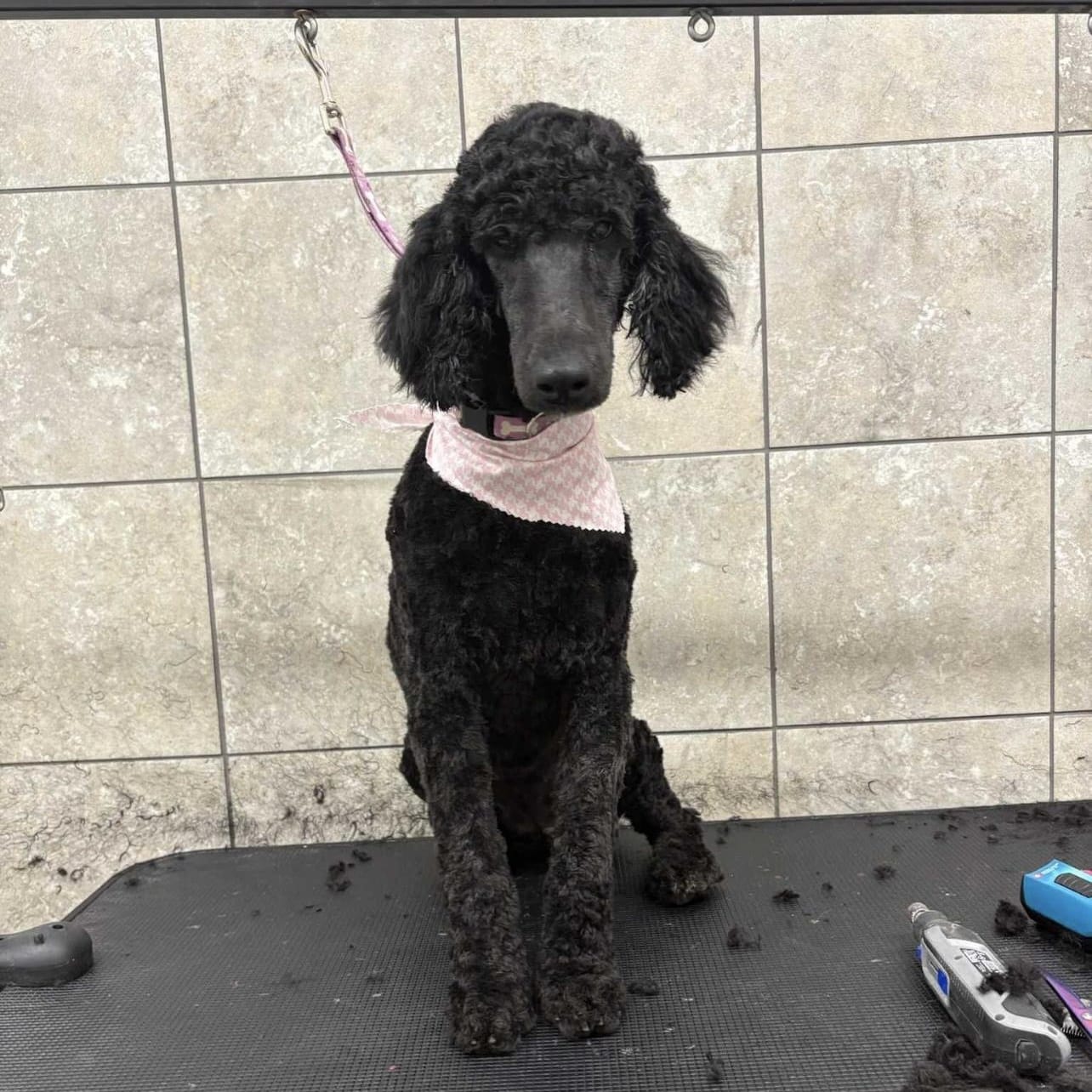 Adopt Piper Today - Pets TheCountyOffice