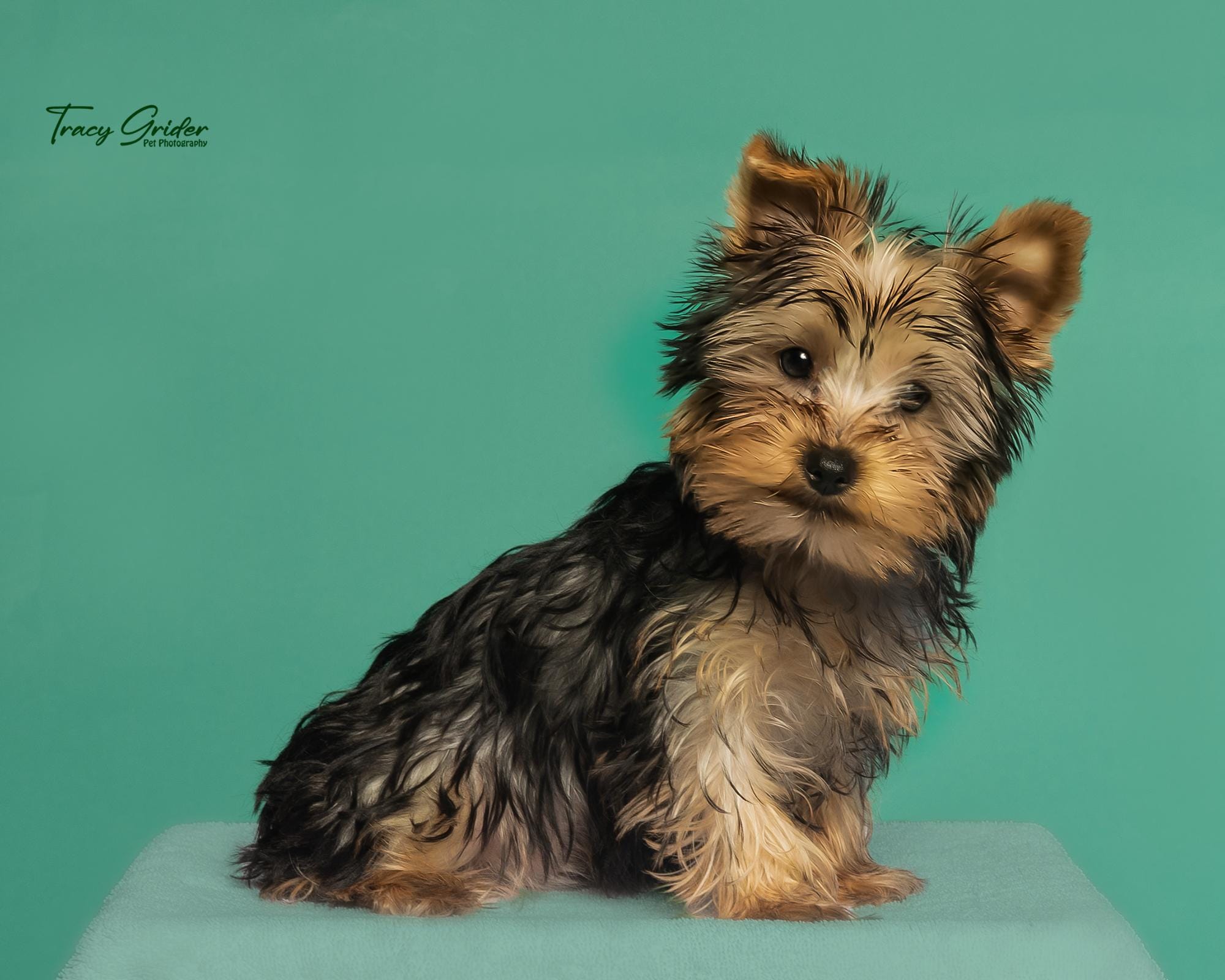Adopt Shortie Today - Find Paw Pal
