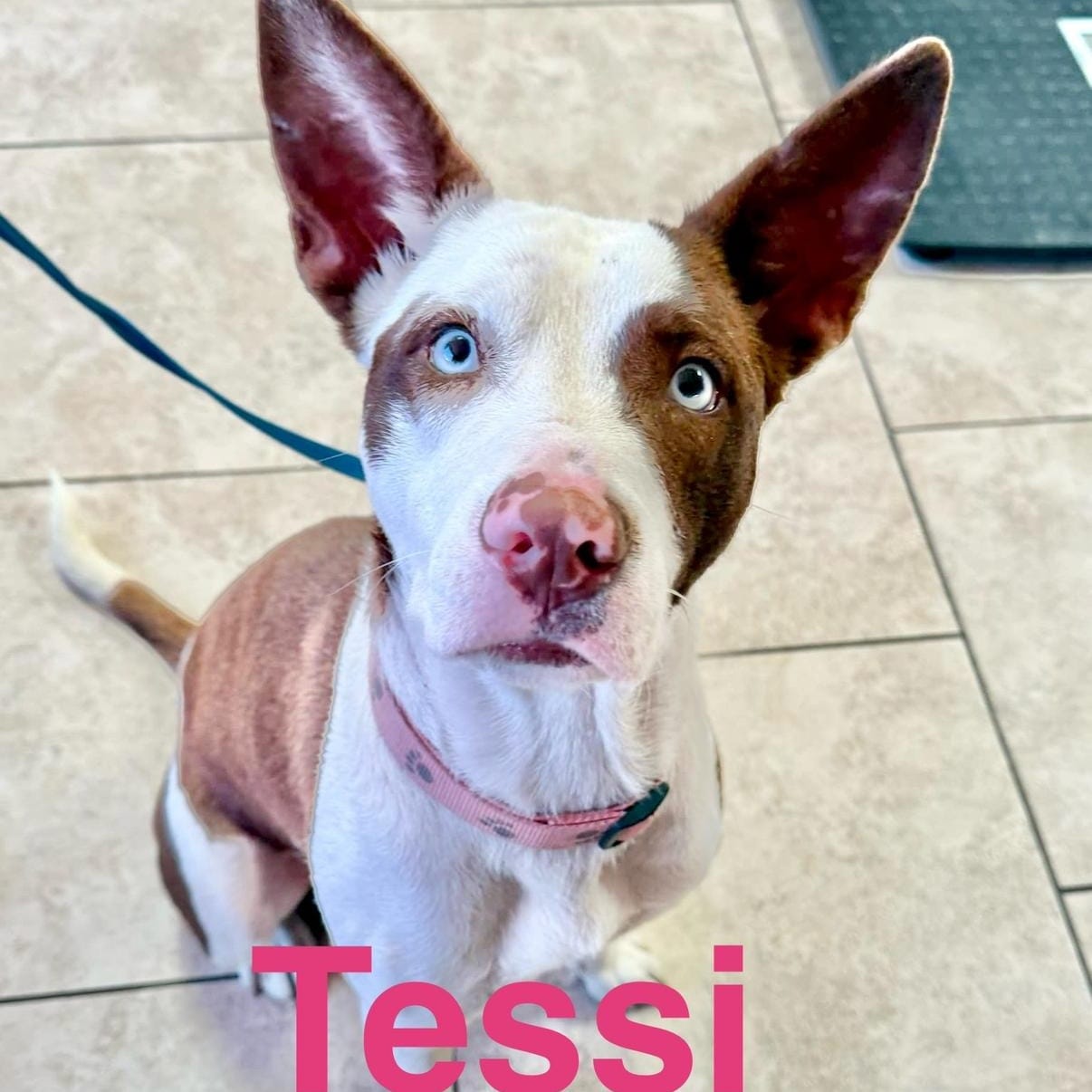 Adopt Penelope Today - Pets TheCountyOffice