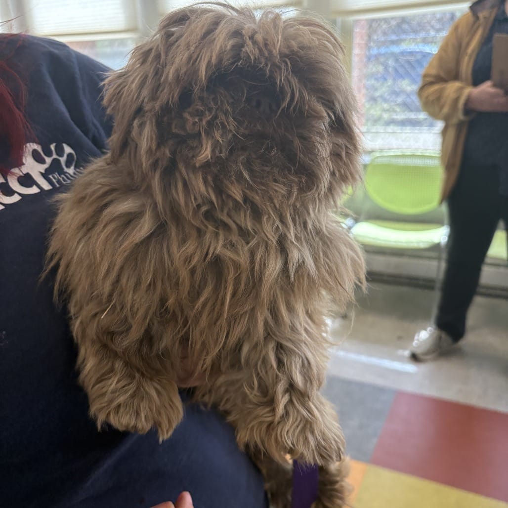 Adopt Mini Chewie Today - Pets TheCountyOffice