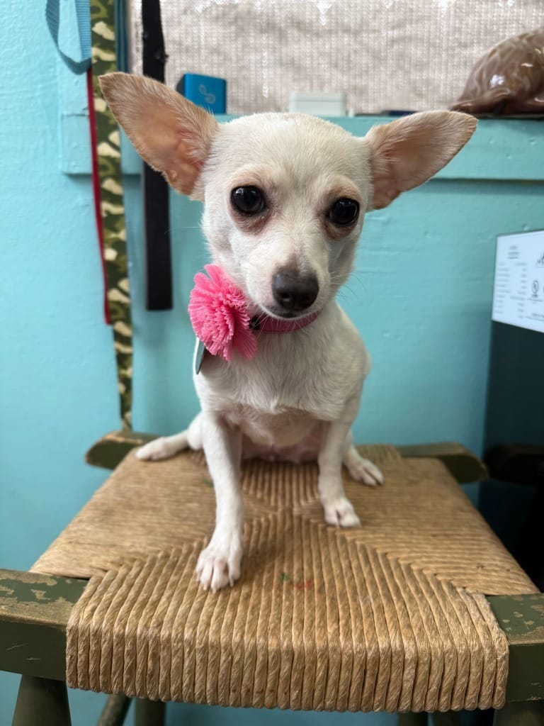 Adopt Millie Today - Pets TheCountyOffice