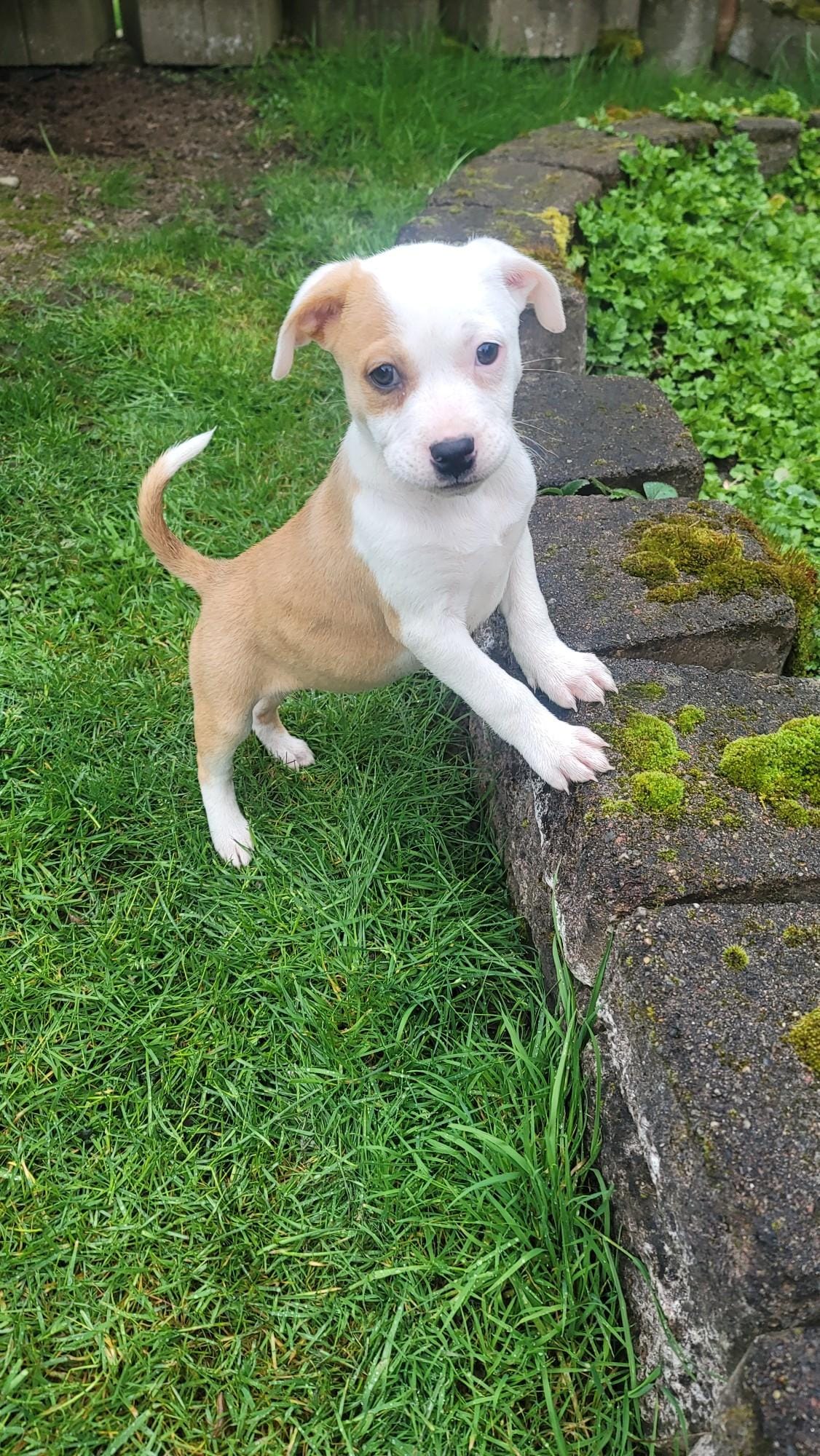 Adopt Alice Today - Pets TheCountyOffice