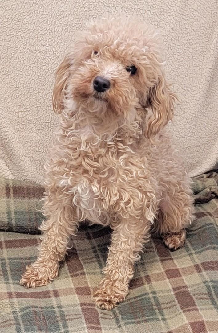 Adopt Jasmine Today - Pets TheCountyOffice