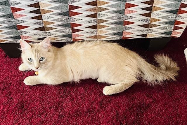 Adopt Dumpling Today - Find Paw Pal