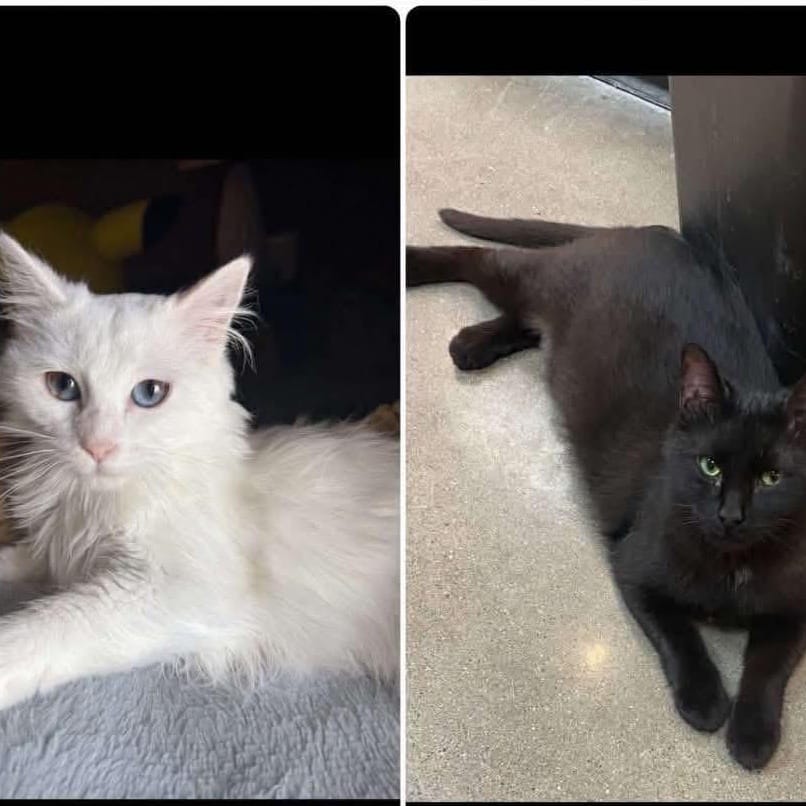 Adopt Snowflake & Midnight (Bonded Pair) Today - Pets TheCountyOffice