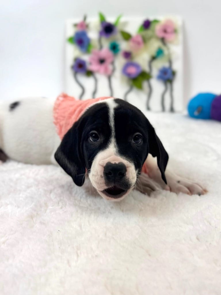 Adopt Chester Cheeto Today - Find Paw Pal