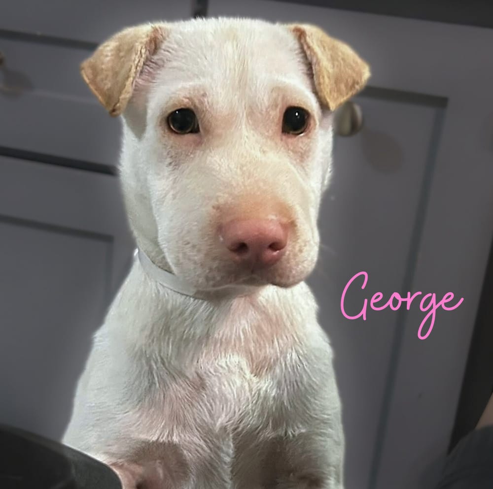 Adopt George Today - Pets TheCountyOffice