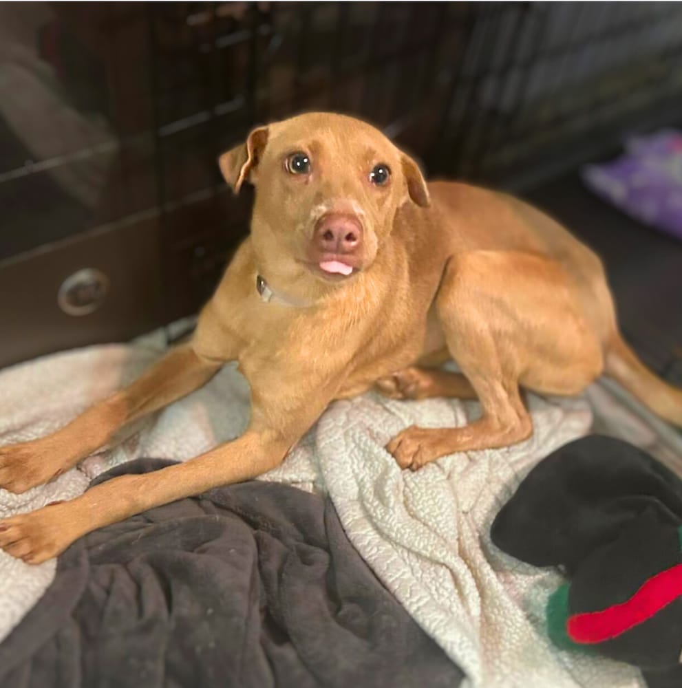 Adopt Flo Today - Find Paw Pal