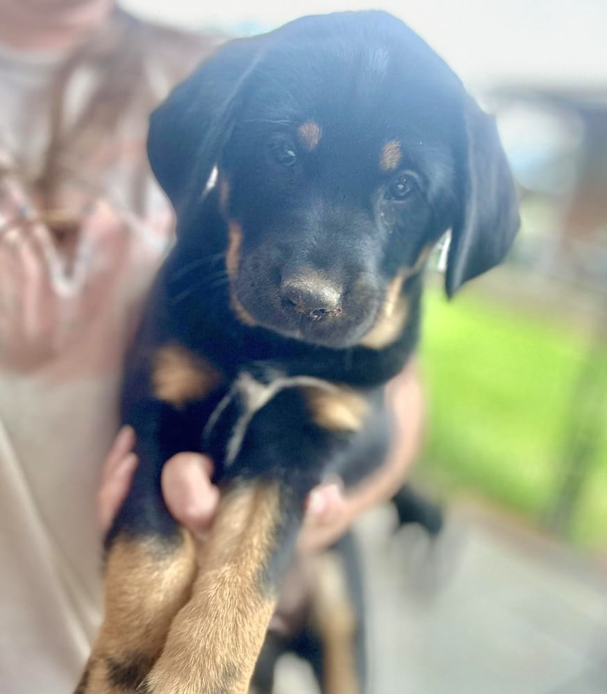 Adopt Maria Today - Find Paw Pal